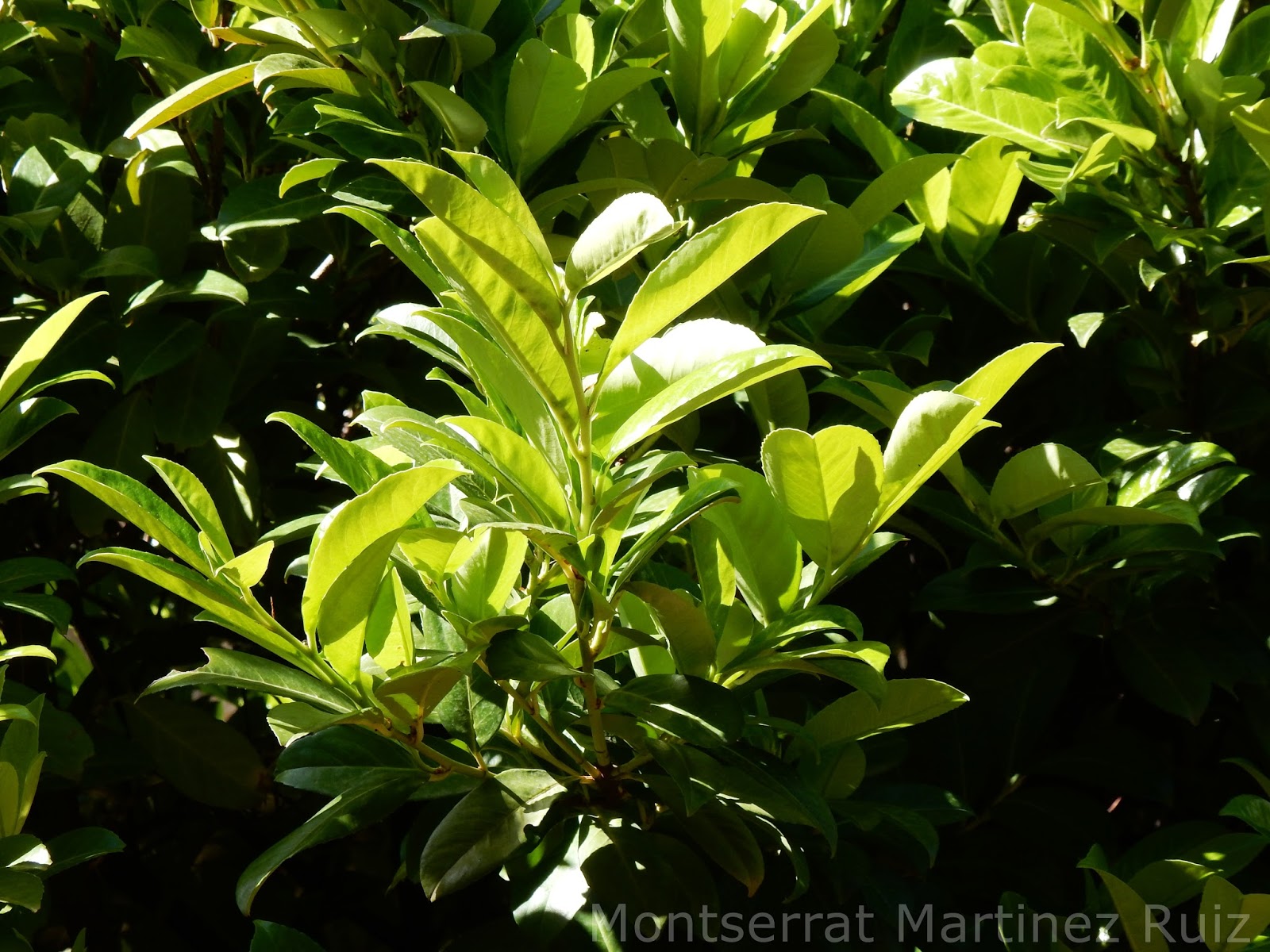 LAUREL CEREZO o LAUREL REAL - BOTÀNIC SERRAT