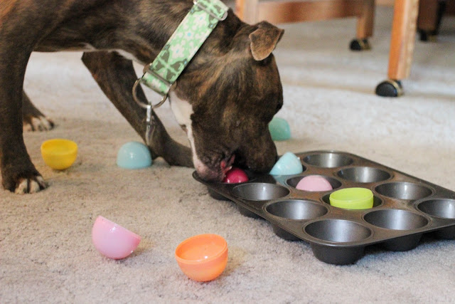 Pitlandia: DIY Muffin Tin and Plastic Egg Nosework Game