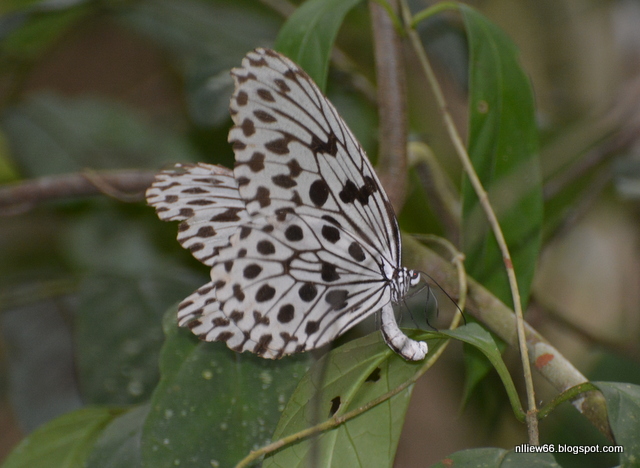 The Forested Path (and Beyond): BUTTERFLIES of RAUB: The Malayan Tree ...