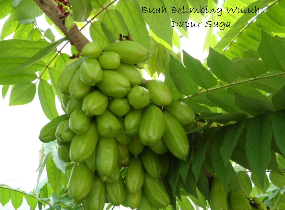 Dapur Saga: Belimbing Wuluh a.k.a Belimbing Sayur