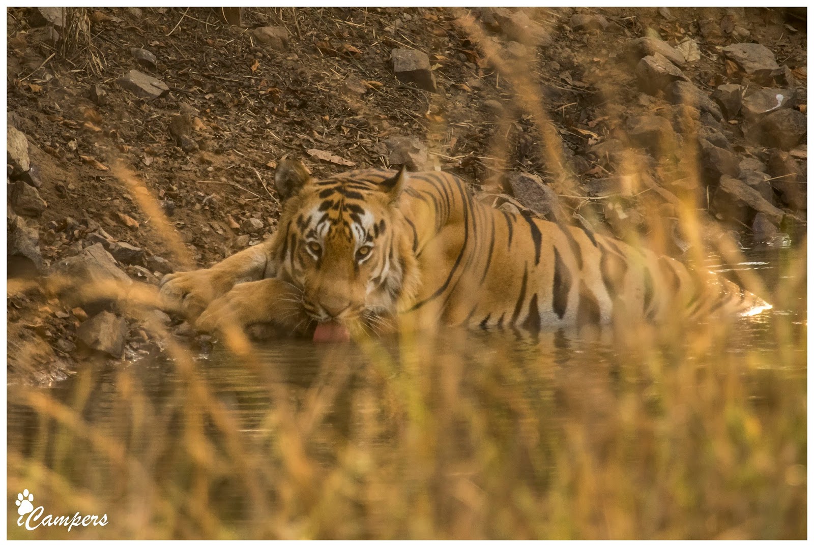 Tigers of Central India