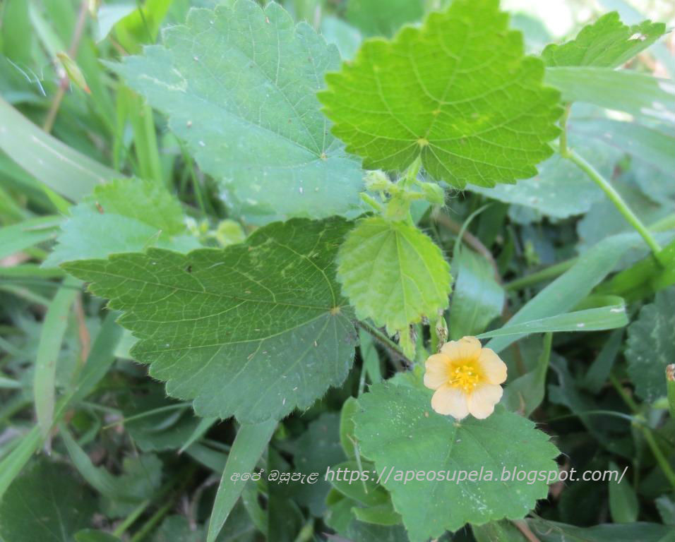 වැල් බැබිල [Wel Bebila] (Sida cordata) ~ අපේ ඔසුපැළ Medicinal Plants of ...