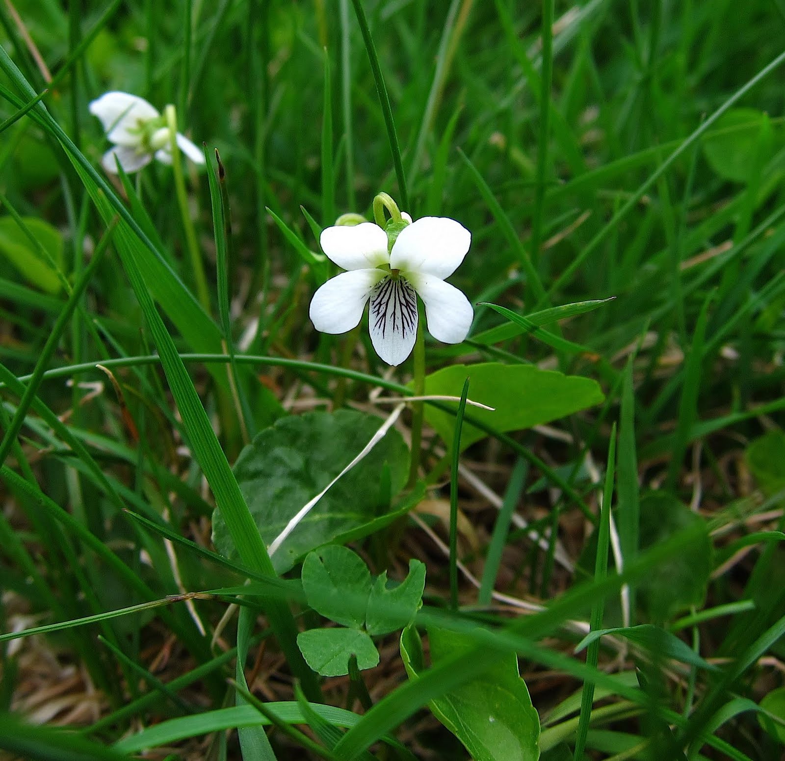Saratoga woods and waterways: A Bouquet of Violets