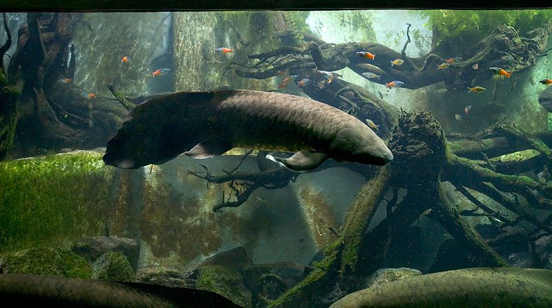 Biology of Animals: Neoceratodus forsteri (Australian lung fish)