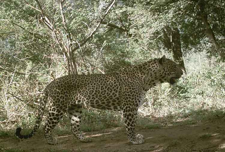 Kariyanshola Trail Package - Kerala Jungles