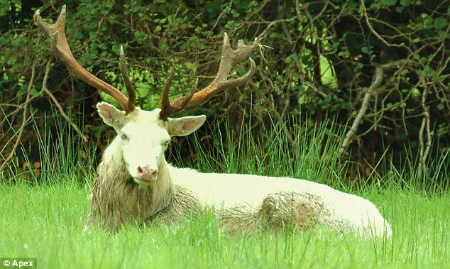 A sight to warm the hart: Rare sighting of white stag spotted in ...