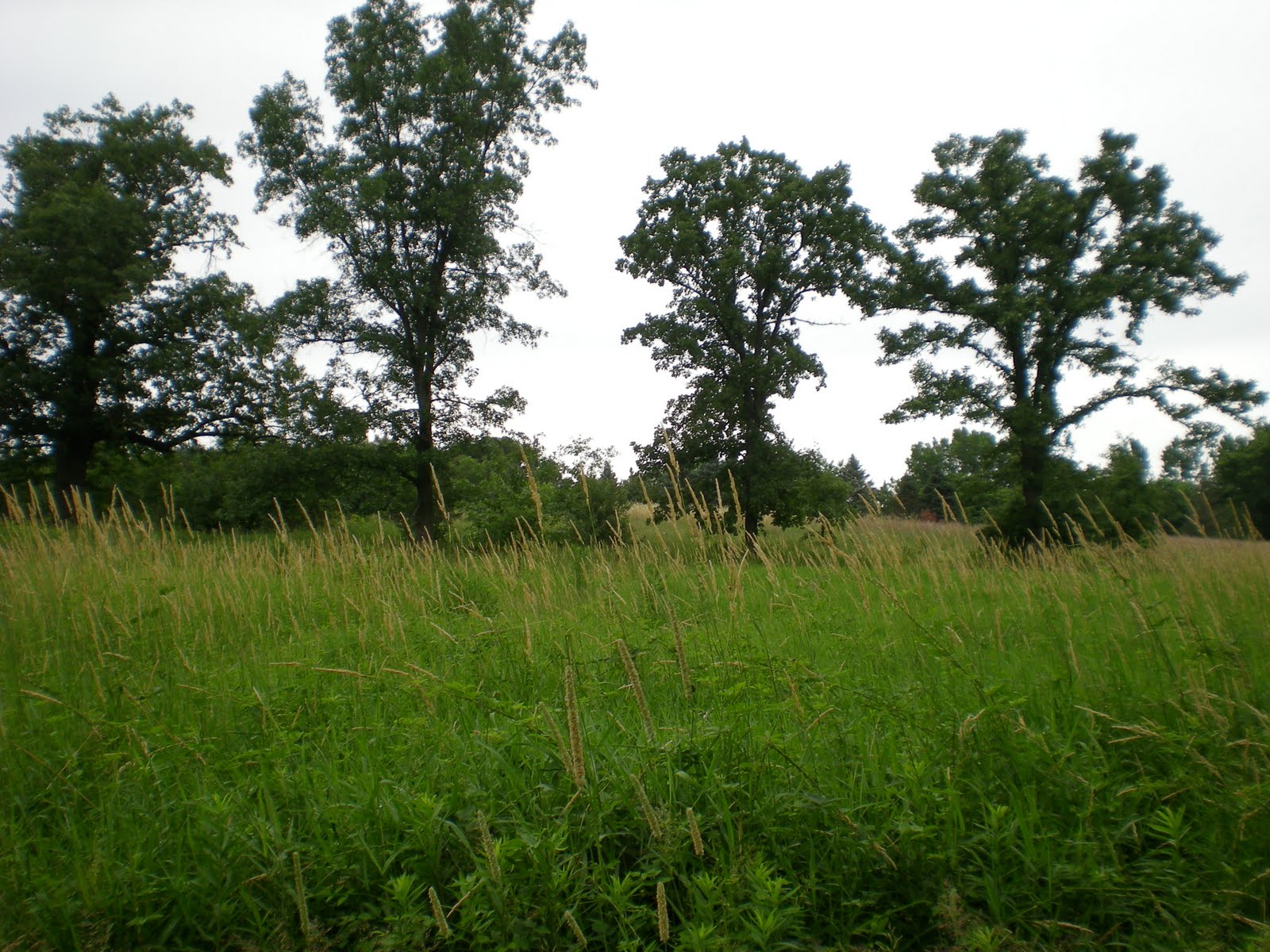 Practical Biology: science for everyone: Tallgrass Prairie Oak Savannah