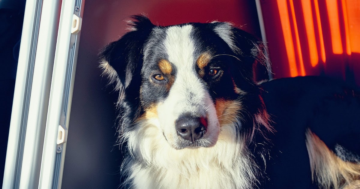 The dog that helped design a car