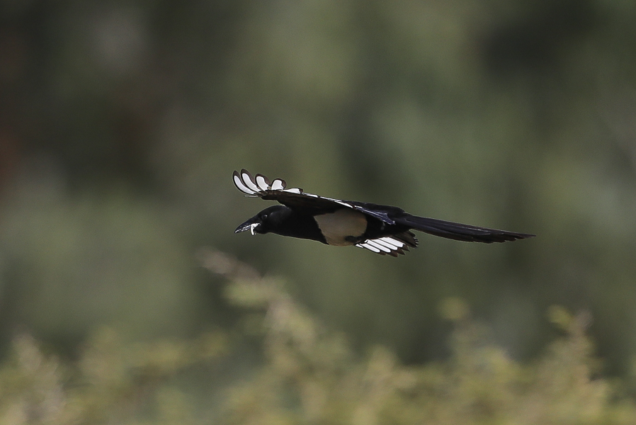 Birds of Saudi Arabia: Arabian Magpie – Tanoumah