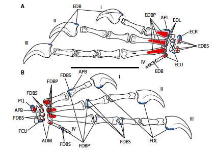 The Dragon's Tales: The Arms of Tawa hallae, a Theropod Dinosaur From ...