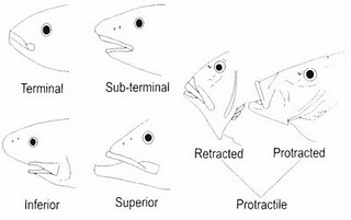 AGRIBISNIS PERIKANAN SMKN 1 KETAPANG