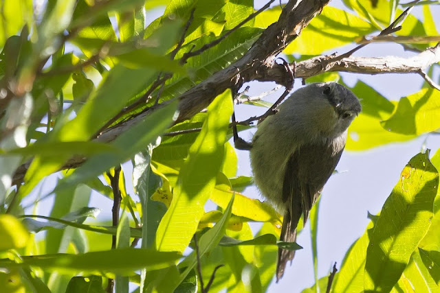 Kay Parkin Birding: Norfolk Island birding