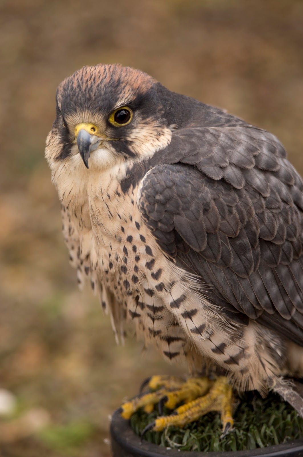 Chipster63 Photography: Lanner Falcon