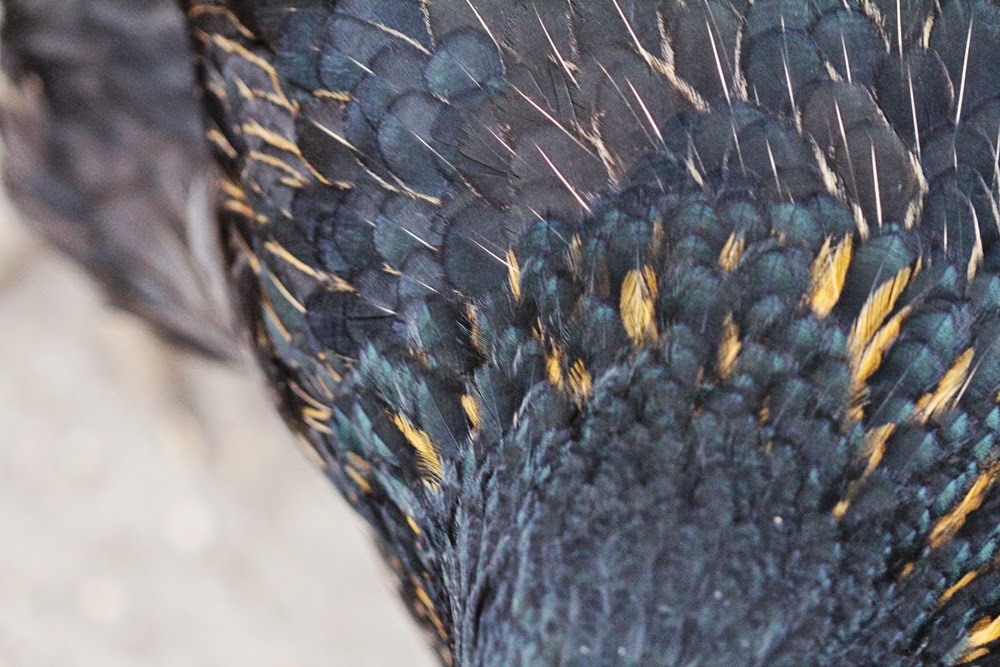 sassafras: chicken details :: macro photography :: farm photography
