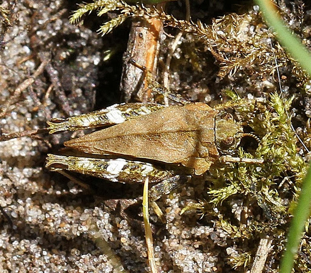Orthoptera in Britain and Europe (Michael Foley): Common Groundhopper ...