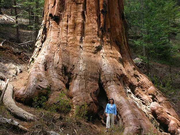 World s Largest Trees 1001Archives world-s-largest-trees-1001archives