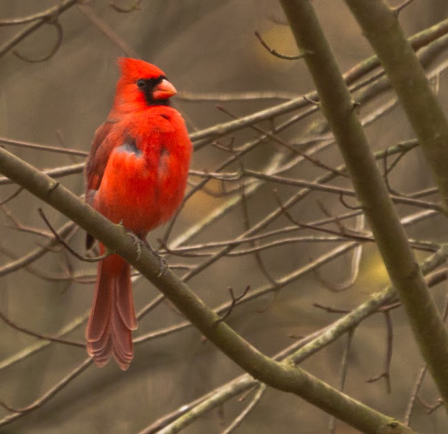 The Ohio Nature Blog: Northern Cardinal