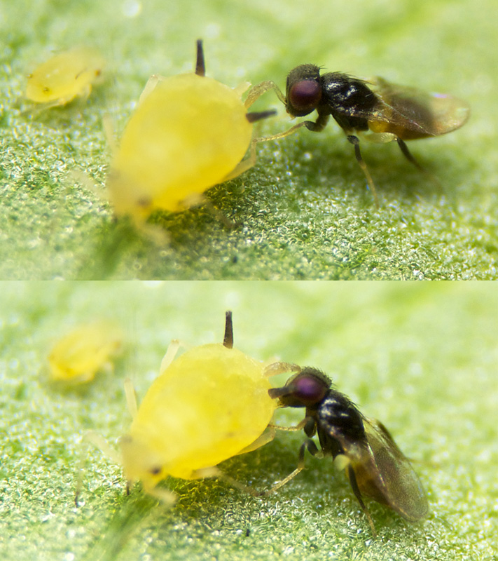 ムシをデザインしたのはダレ？: ツヤコバチ科 ( Aphelinus sp. ) 寄主体液摂取( Host-feeding )