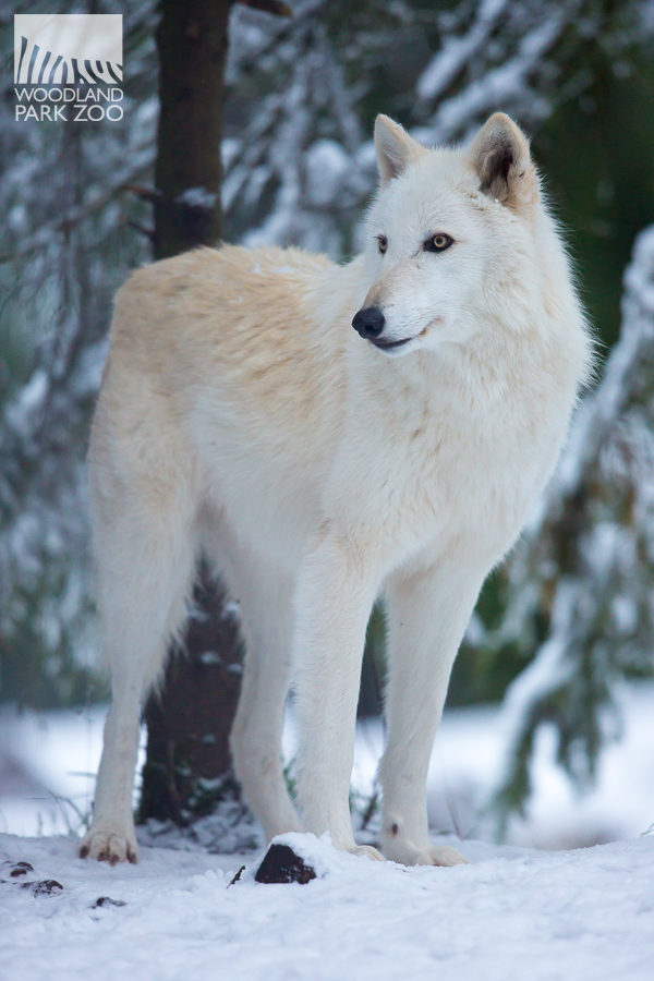 Animals explore a winter wonderland: first snowfall of the season delights