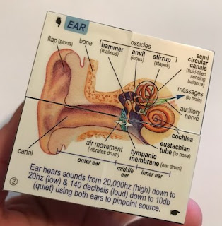 Cummins Life: Timberdoodle's Human Body Cube Review