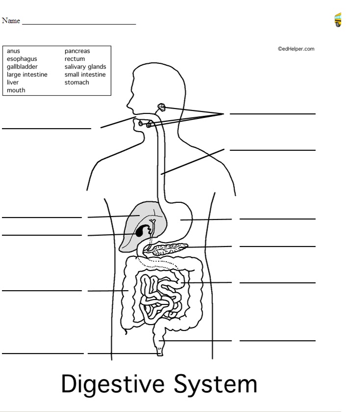 digestive system diagram