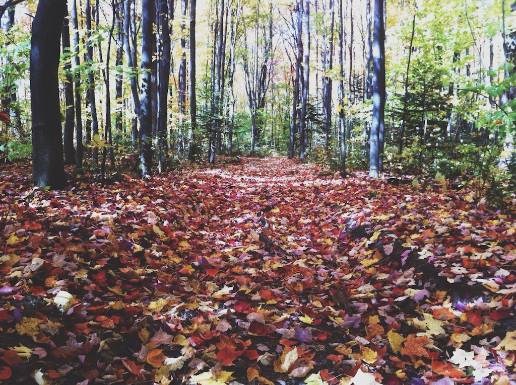 forestière: transitions