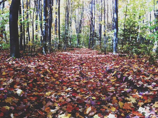 forestière: transitions