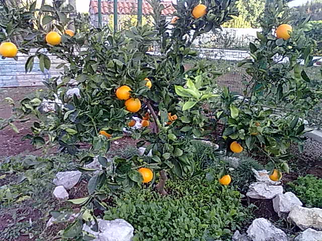 Naranča , Citrus sinensis