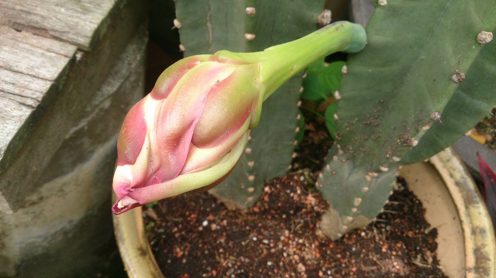 Mandacaru - Cereus jamacaru