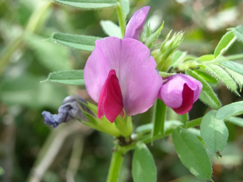 solitary dog sculptor: Botany - Botanica: Vicia sativa - 19 images ...