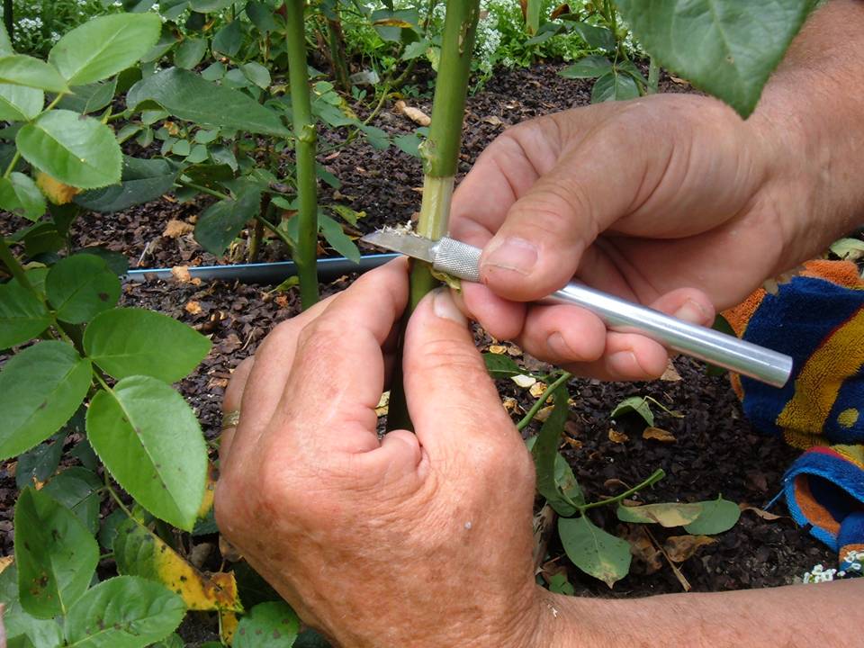 The Minnesota Rose Gardener: Propagating Roses by Air Layering- North ...
