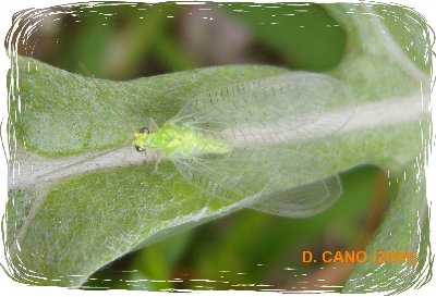 Control Biológico: Fotos