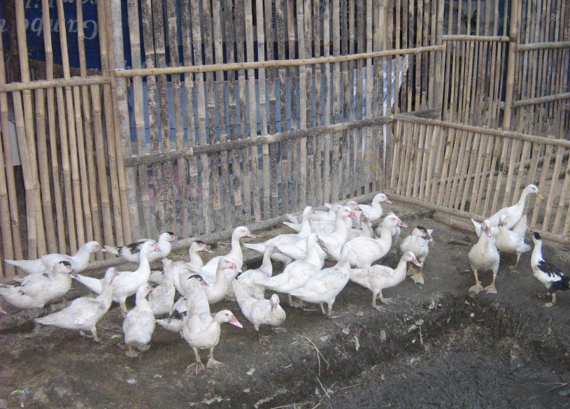 Ternak Entok Modern | Kumpulan Cara Beternak Yang Baik Dan Benar