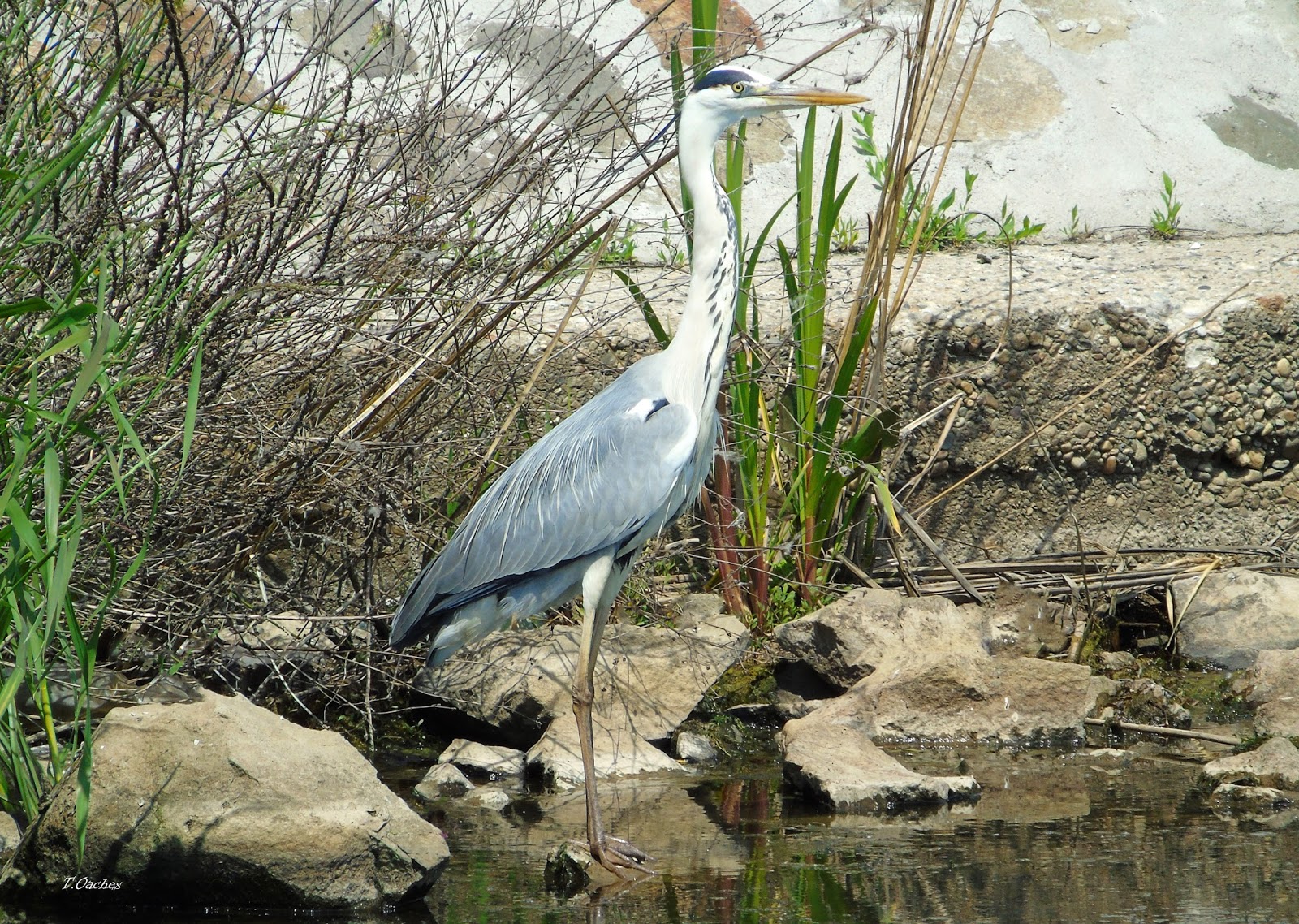 PASARI DIN ROMANIA: STARCUL CENUSIU, Ardea cinerea