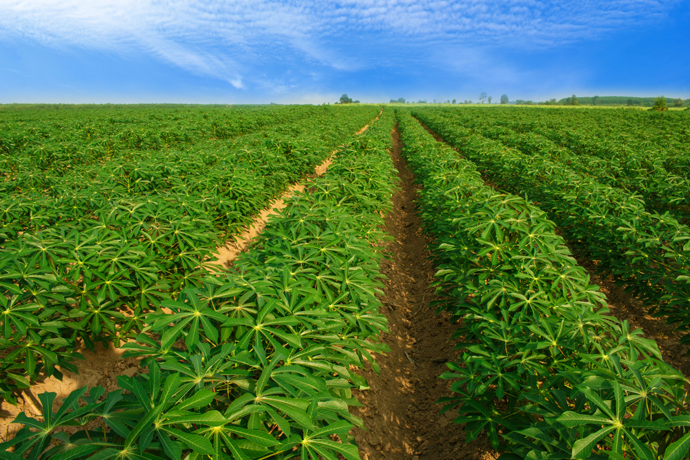 Keistimewaan Akar Ubi Kayu