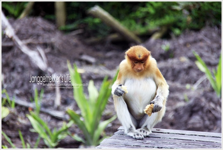 Janggeltrekker's Life: Visit Malaysia 2014: Sandakan, Sabah (Labuk Bay ...