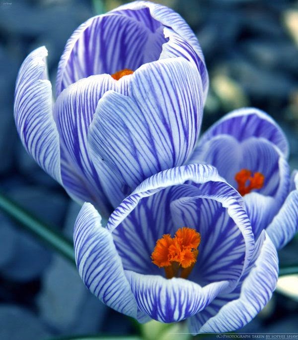 Crocus flowers ~ Stunning nature