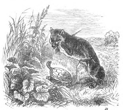 Mythology and Folklore UN-Textbook: Brer Rabbit: Mr. Fox Tackles Old ...