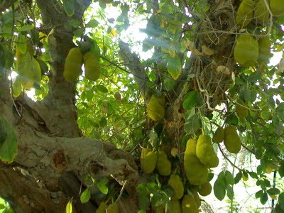 Wadi Alma'awil : The Fanas Tree