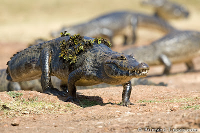 Caiman Facts-Info and New Photos | The Wildlife