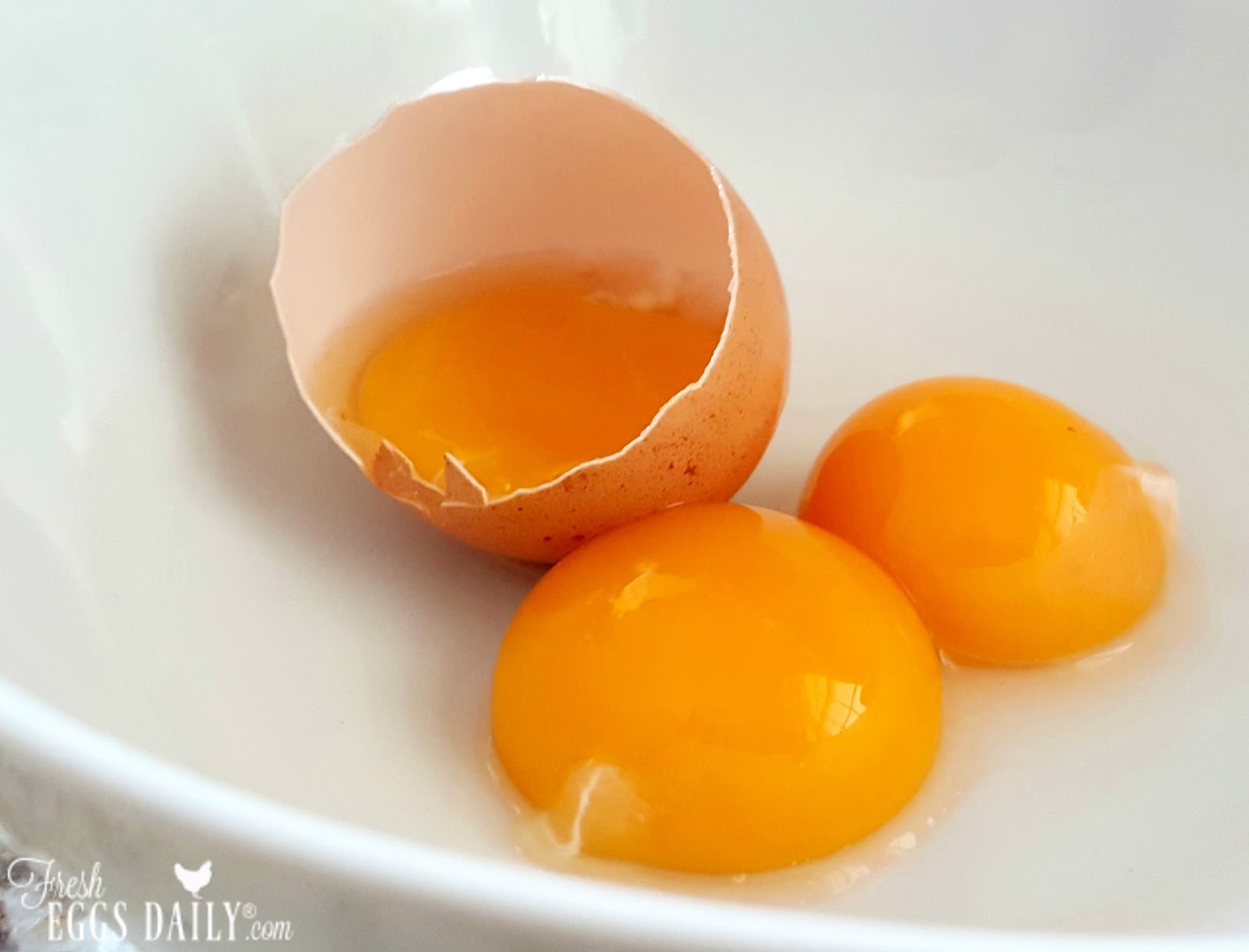 Egg Anatomy | What's Inside that Eggshell Anyway? - Fresh Eggs Daily ...