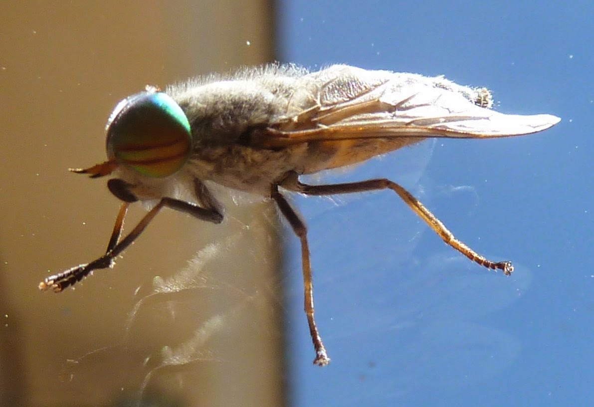 Bichos: Tábano (Tabanidae)