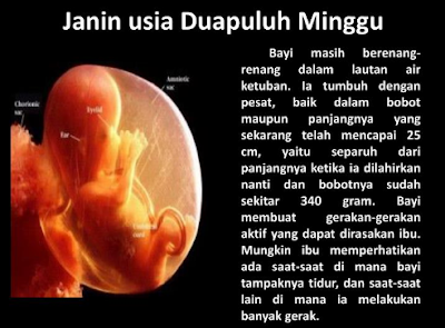 Tahap Perkembangan Janin dari Minggu 1-40 Lengkap dengan Gambar - karya ...