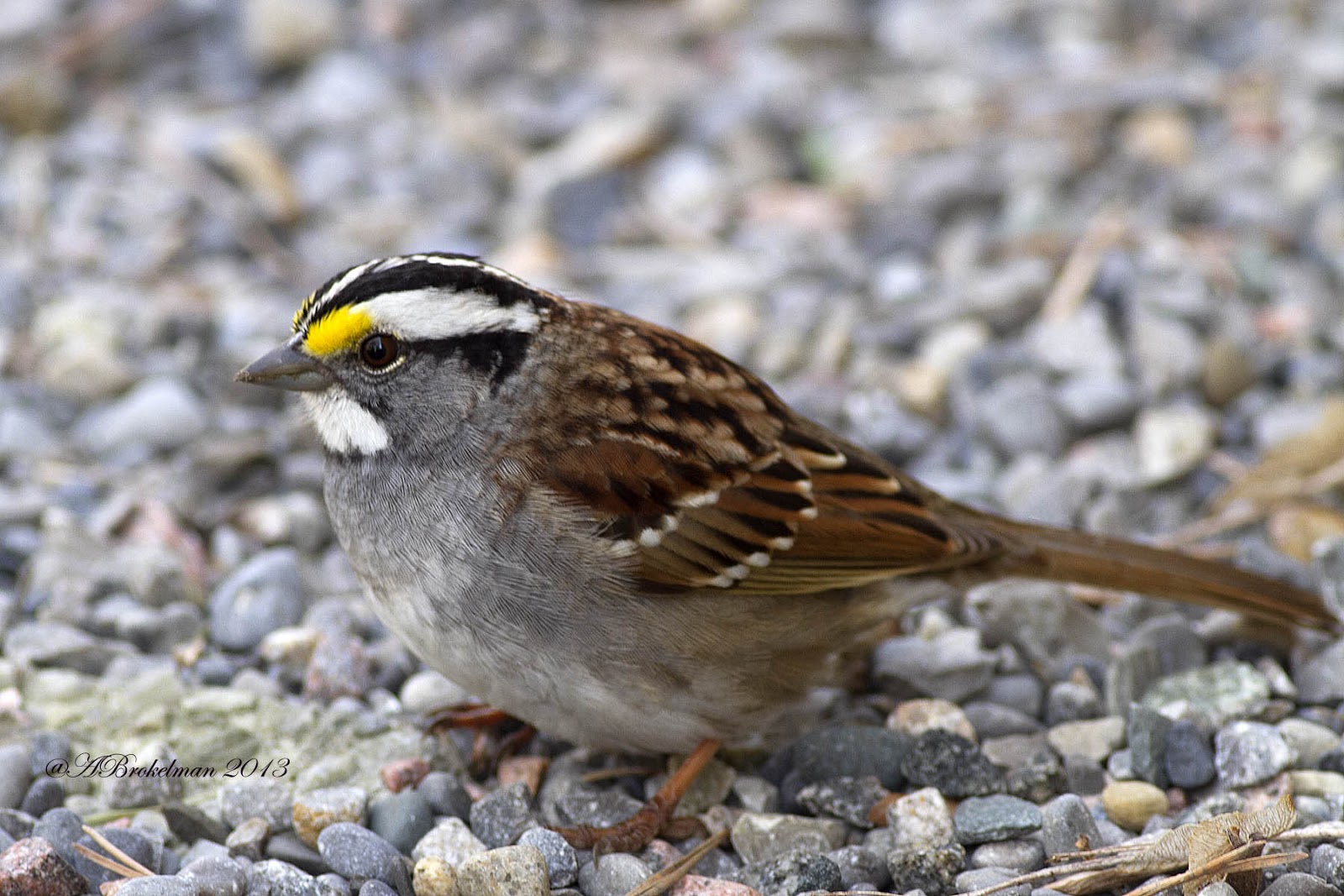 Ann Brokelman Photography: Backyard Birds, Tree Creeper, Yellow-crowned ...