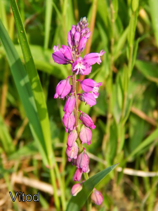 Bylinky ze Salaše: Vítod obecný