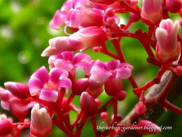 The Urban Gardener: July 2013