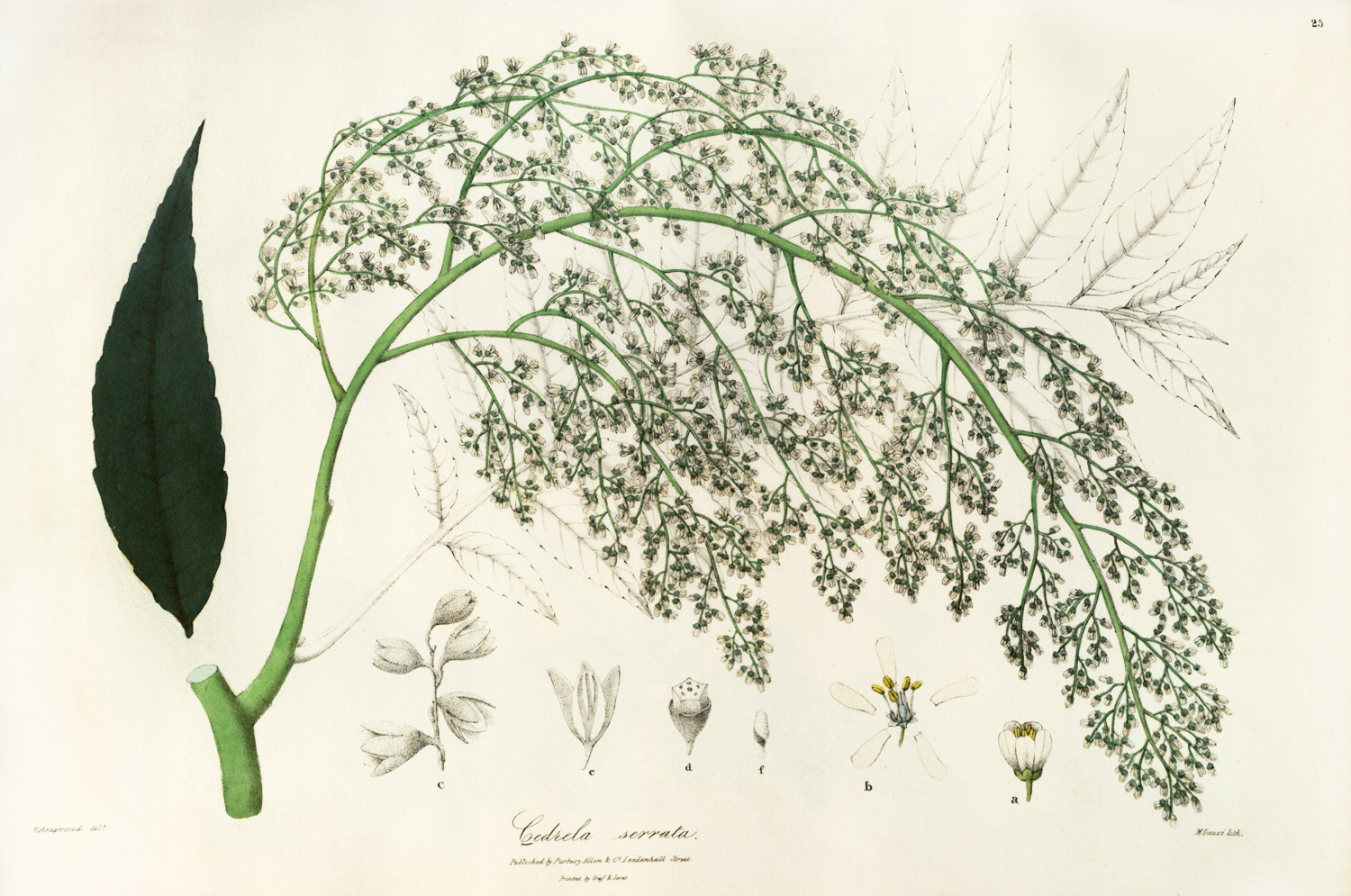 Berlin Drawing Room Blog: Naturalists and Drawing