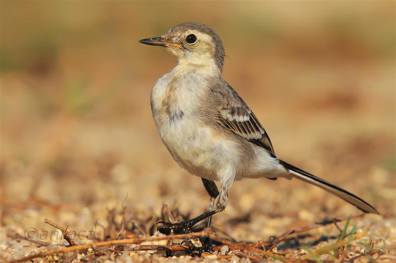 Visionatura: Lavanderas