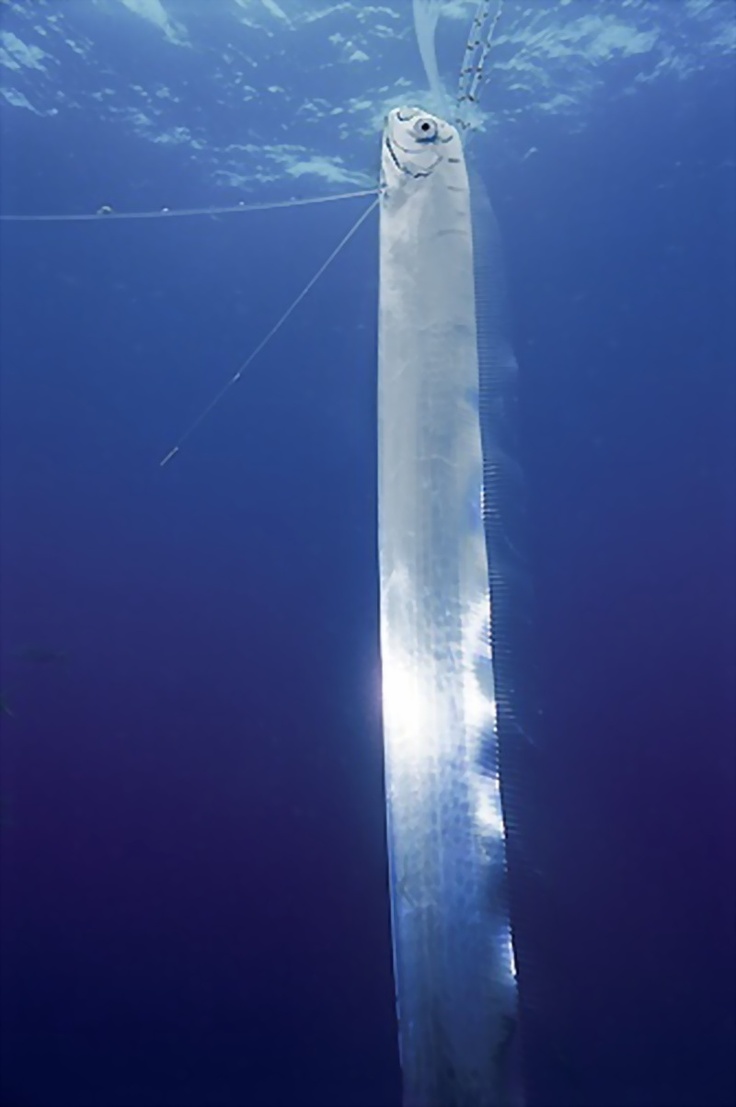 The Oarfish | discover-wd