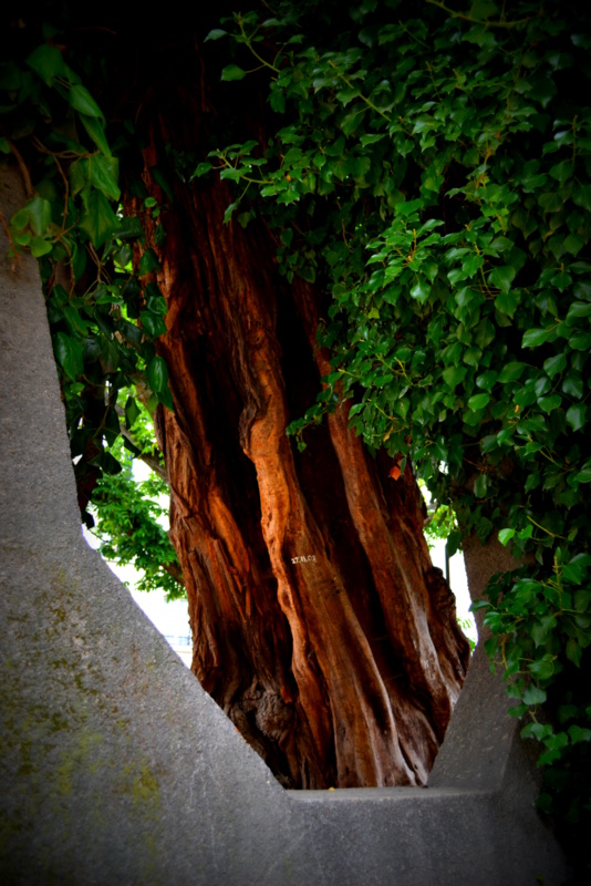 The Story of the Oldest Tree in Paris ~ Invisible Paris